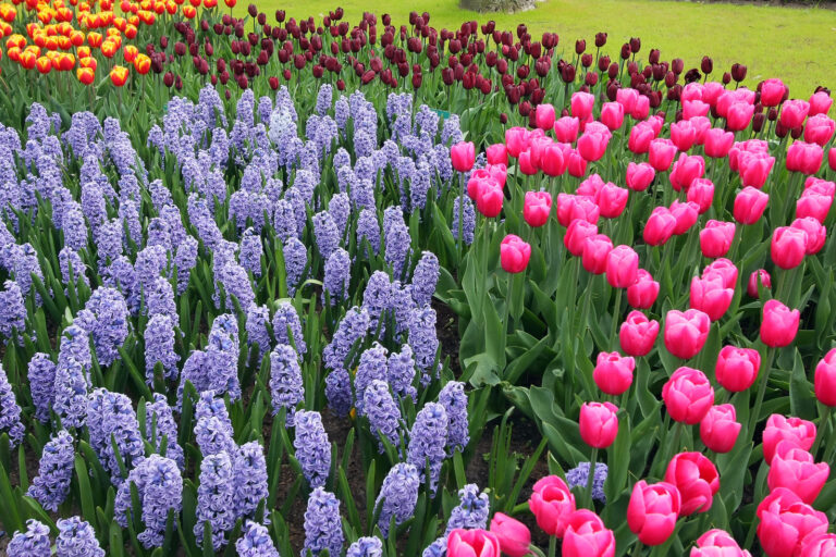 Top 5 Festivals in Holland