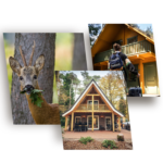 What are common Dutch surnames and their meanings?