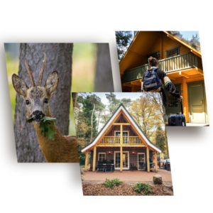 What are common Dutch surnames and their meanings?